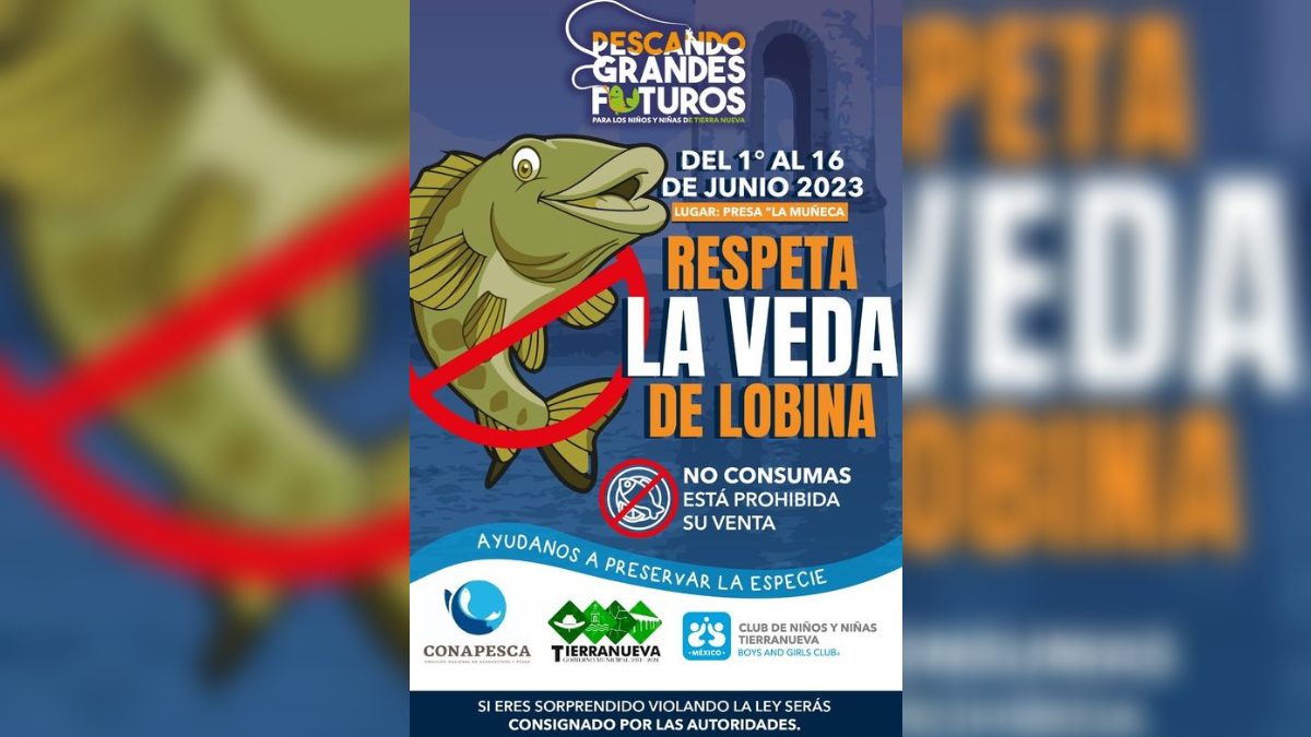 Veda de pesca de lobina | Periódico Region Centro