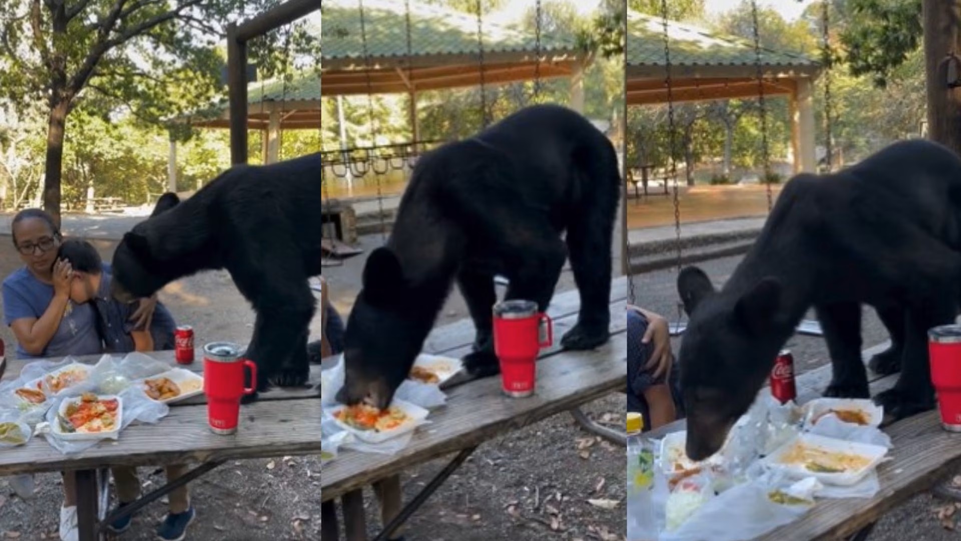 (Video) Oso se hace viral tras comerse alimentos de familia que hacía ...